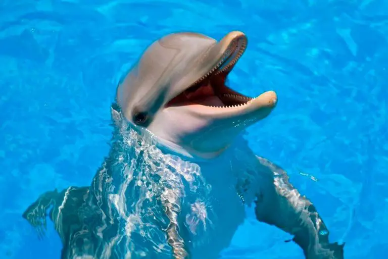 Best Animal Habitats & Zoos in Las Vegas (Wild Vegas!) - FeelingVegas